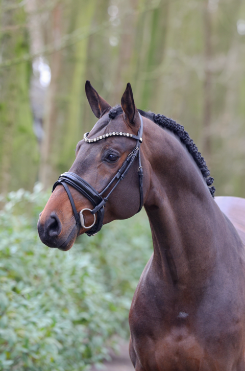 Stallions - Sprehe-Gestuet